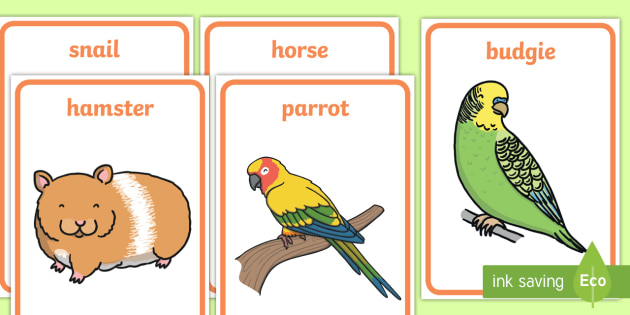 FREE! - Pets Display Posters (teacher made)