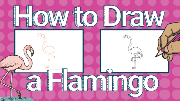 How to Draw a Flamingo | Twinkl Kid's TV (teacher made)