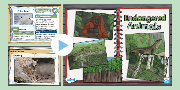 Endangered Species Eyfs