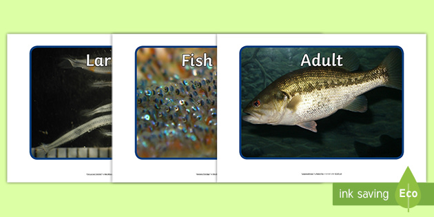 Life Cyle of a Fish Display Photos (teacher made)