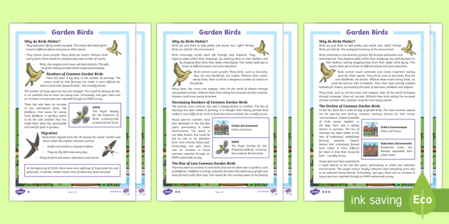 KS2 Garden Birds Differentiated Reading Comprehension Activity - KS2 ...