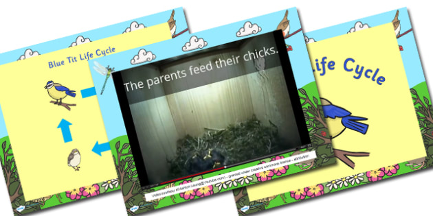 Blue Tit Life Cycle PowerPoint (teacher made)