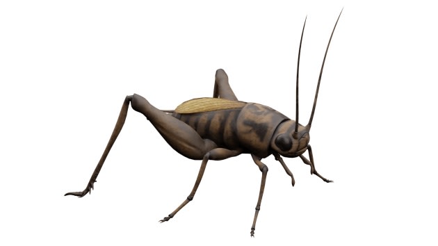 3D Model: Insects - Cricket (teacher made)