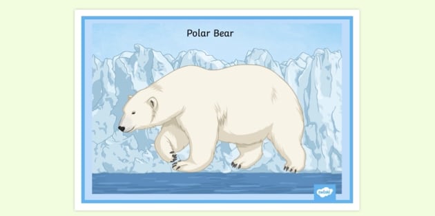 FREE! - Polar Bear Poster | EYFS & KS1 Primary Resources | Twinkl