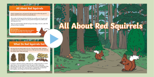 All About Red Squirrels PowerPoint