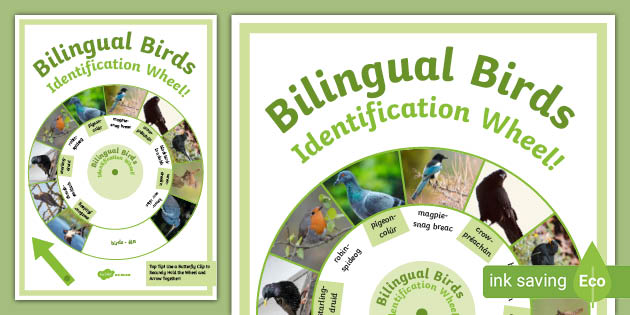 Bilingual Birds Identification Wheel! (Teacher-Made)