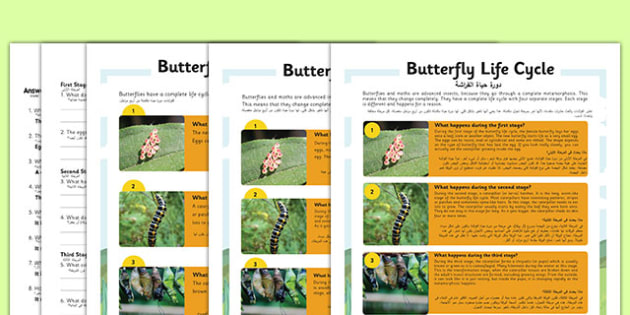 Butterfly Life Cycles | twinkl.com.au