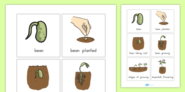 Beanstalk Stages (Teacher-Made)