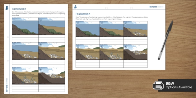 Fossilisation Process Storyboard | GCSE Biology | Beyond