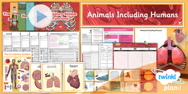 Science: Animals Including Humans Year 6 Unit Pack