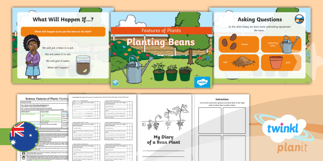 Year 1 Science Features of Plants Lesson 1 Planting Beans