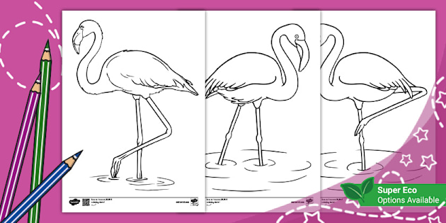 Flamingo Facts for Kids - Twinkl Homework Help - Twinkl