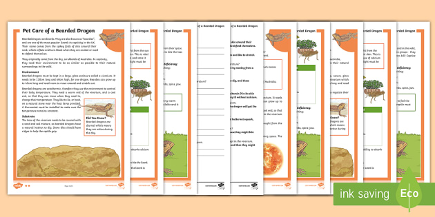 Bearded Dragon Facts for Kids - Twinkl Homework Help