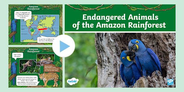 Amazon Rainforest Resources | twinkl.co.uk