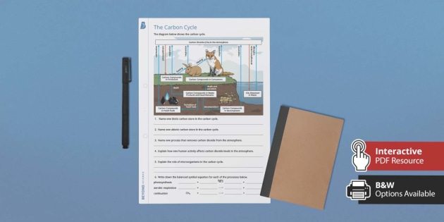 GCSE The Carbon Cycle Worksheet | Science | Beyond Secondary