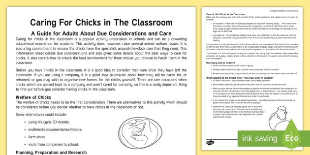 Caring For Chicks In The Classroom Adult Guidance