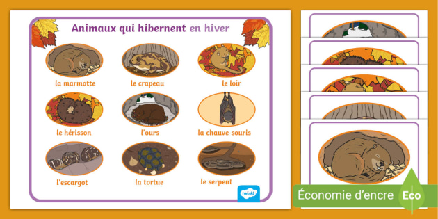 Animaux En Hibernation Imprimables