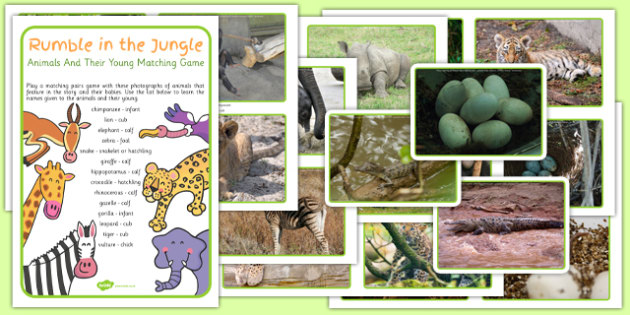 Animals and Their Young Matching Game to Support Teaching on Rumble in the