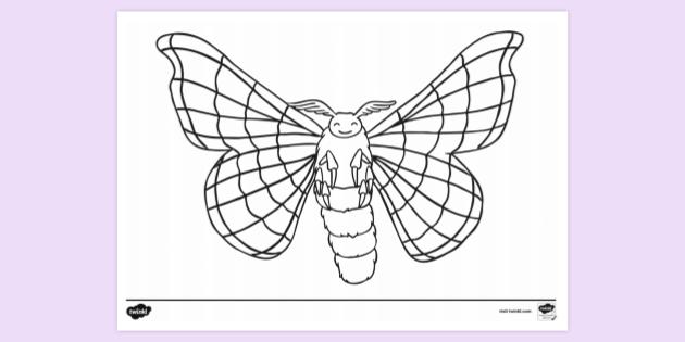 FREE! - Silk Moth Colouring | Colouring Sheets