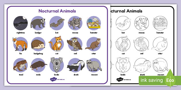 Common Nocturnal Animals Word Mat (teacher made)