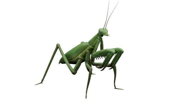 AR Praying Mantis 3D Interactive Quick Look Model