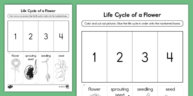 Parts Of A Plant Cut And Paste Worksheet Luthfiannisahay: Parts Of A