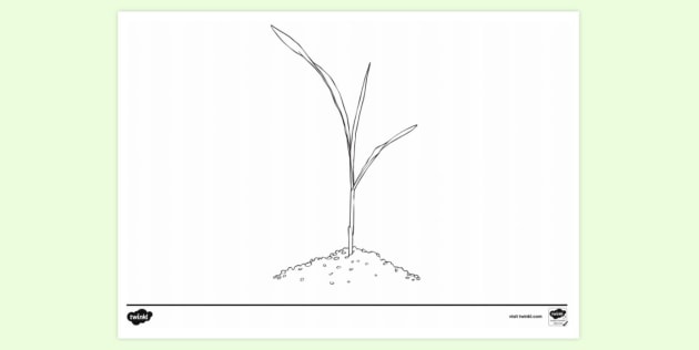 FREE! - Corn Sprout Colouring Sheet | Colouring Sheets