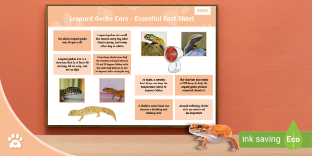 Leopard Gecko Care Guide - Essential Fact Sheet