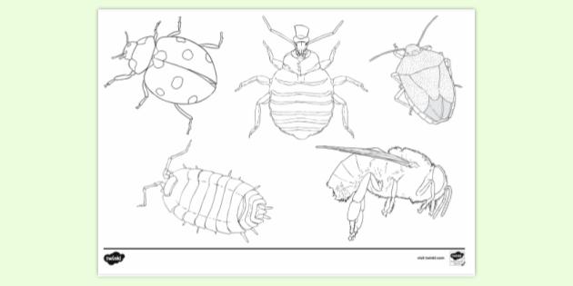 FREE! - Bugs Colouring Page | Colouring Sheets