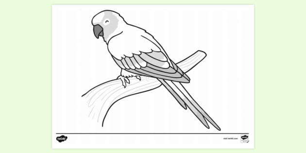 FREE! - Sun Conure Parrot Colouring Sheet | Colouring Sheets