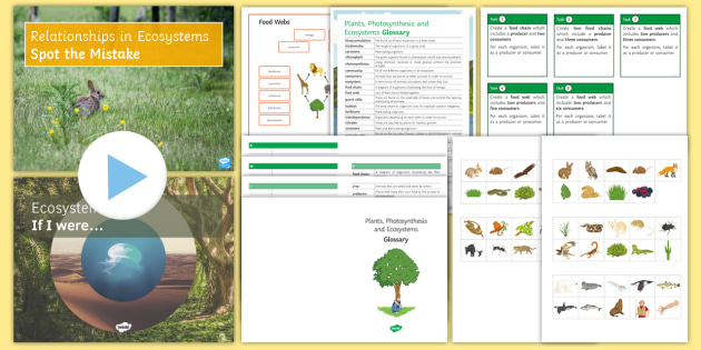 Relationships in Ecosystems: How Animals Are Connected in a Food Web ...