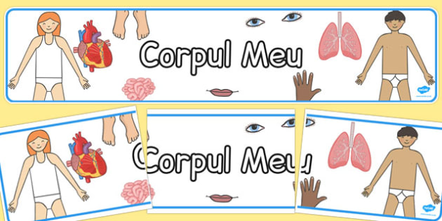 👉 Corpul meu - Banner (teacher made)