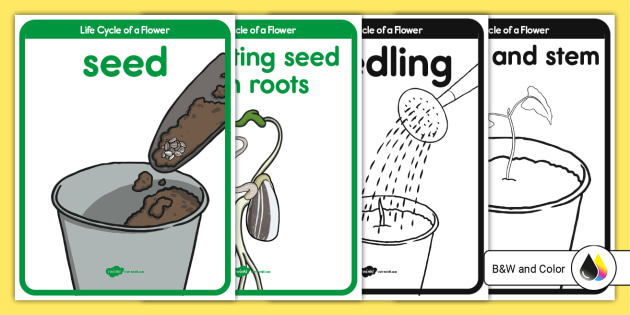 Life Cycle of a Flower Posters (Teacher-Made)