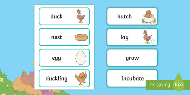 Brenda's Boring Egg Life Cycle of a Duck Word Cards