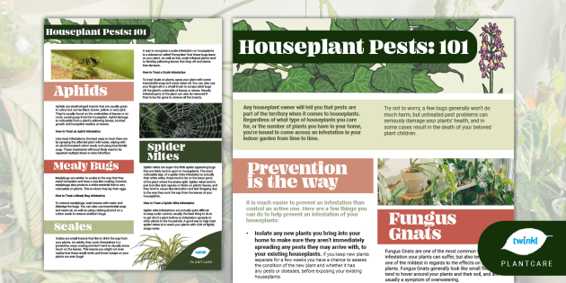 Houseplant Pests: 101, A Beginners guide to Plant Pests