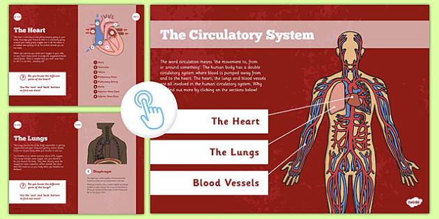 The Circulatory System Interactive eBook - year 6, interactive