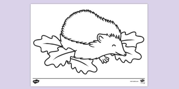Colouring | Colouring Sheets (teacher made)