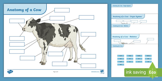 External Body Parts Of Cattle
