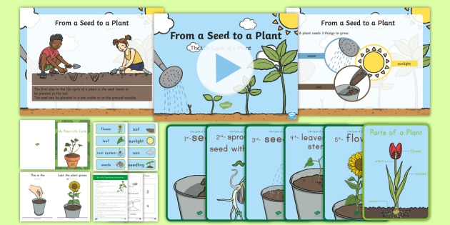 Life Cycles of Plants Early Childhood Resource Pack - Early Childhood ...