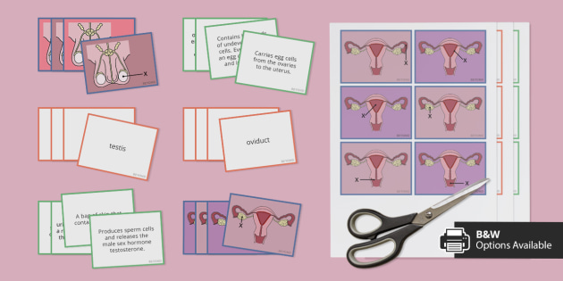 Human Reproductive System Card Sort (teacher made)