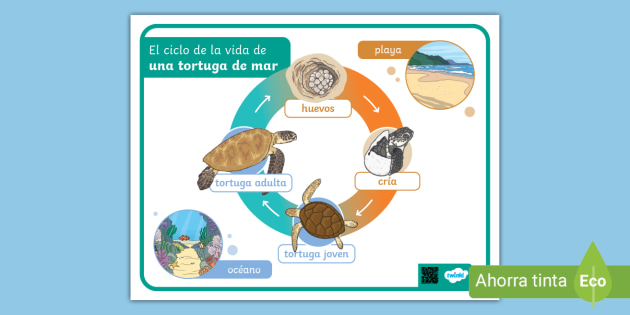 Ciclo De Vida De La Tortuga