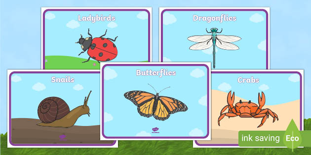 FREE! - Minibeasts Group Signs (teacher made)