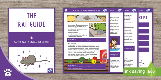 The Ultimate Pet Rat Guide - Pet Care Guide - Twinkl Pets