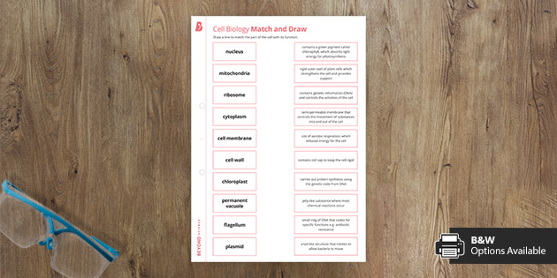 Cell Biology Worksheet | Match and Draw Activity | Twinkl