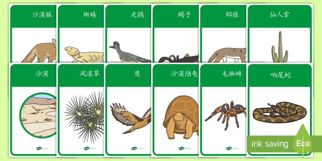 Desert Habitat Display Poster