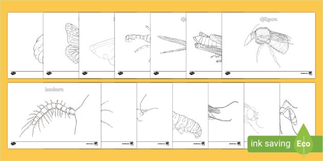 Insects (Minga) Colouring in with Noongar Language