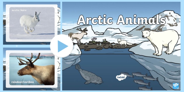 Arctic Animals Display Photo PowerPoint