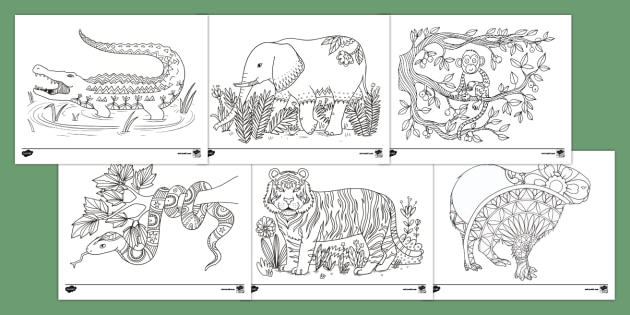 pygmy marmoset coloring pages