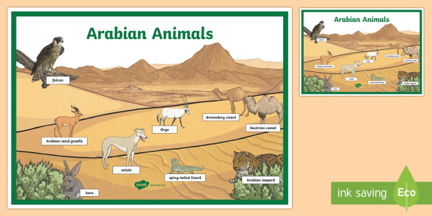 Arabian Animal illustrations Display Posters (teacher made)