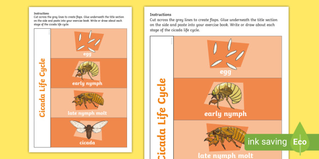 Lifecycle of a Cicada Activity - Primary Biology - Resources